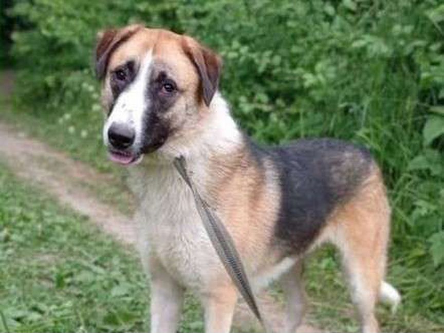 Большая статная Эмма ищет дом в добрые руки