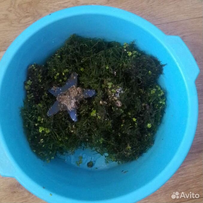Аквариумный мох,ряска