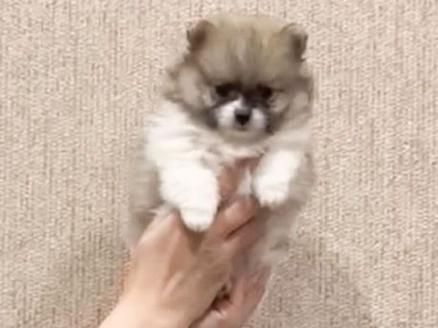 Померанский шпиц