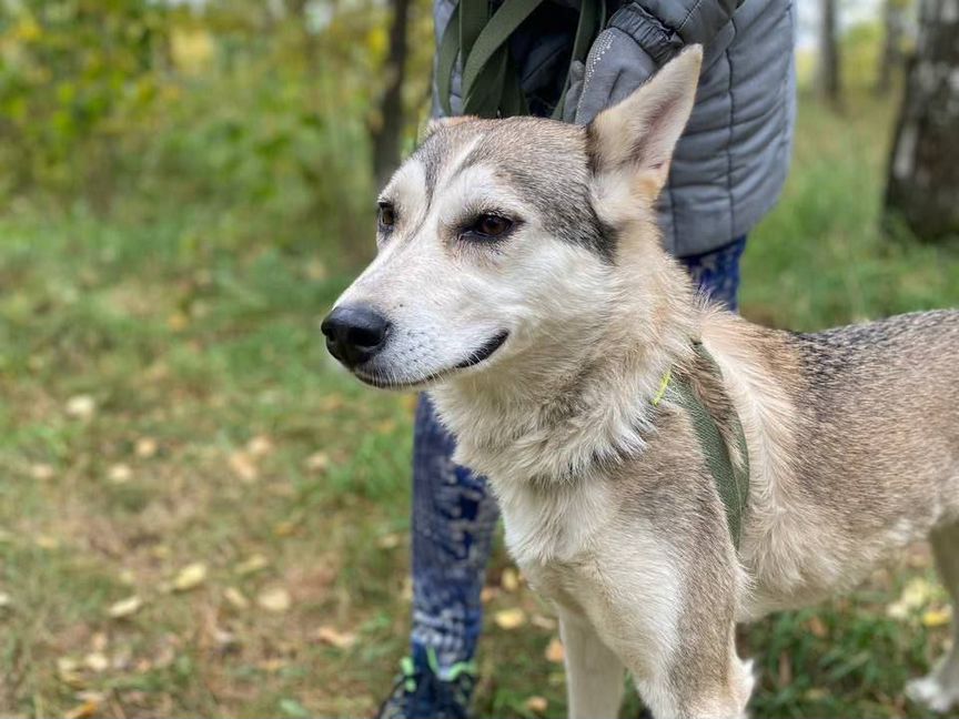 Леся ищет дом