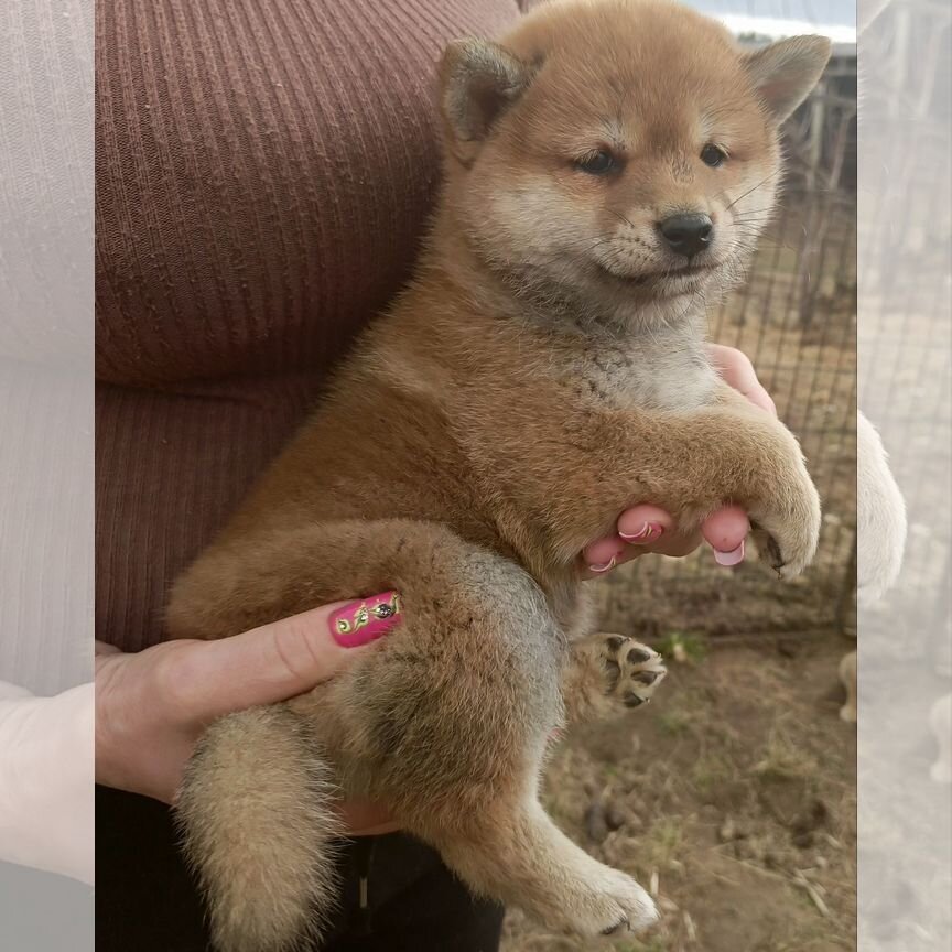 Сиба-ину, щенок