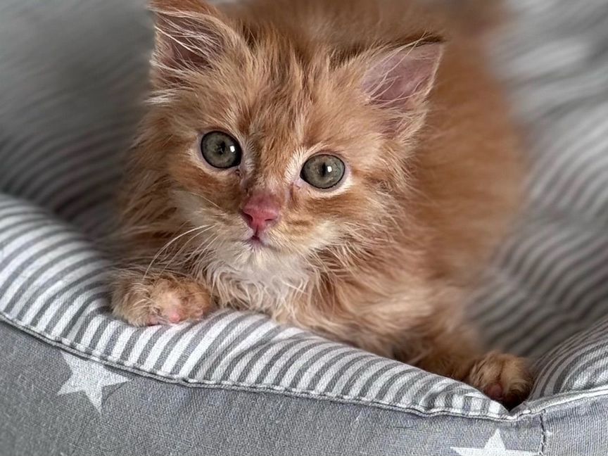 Котенок в добрые руки