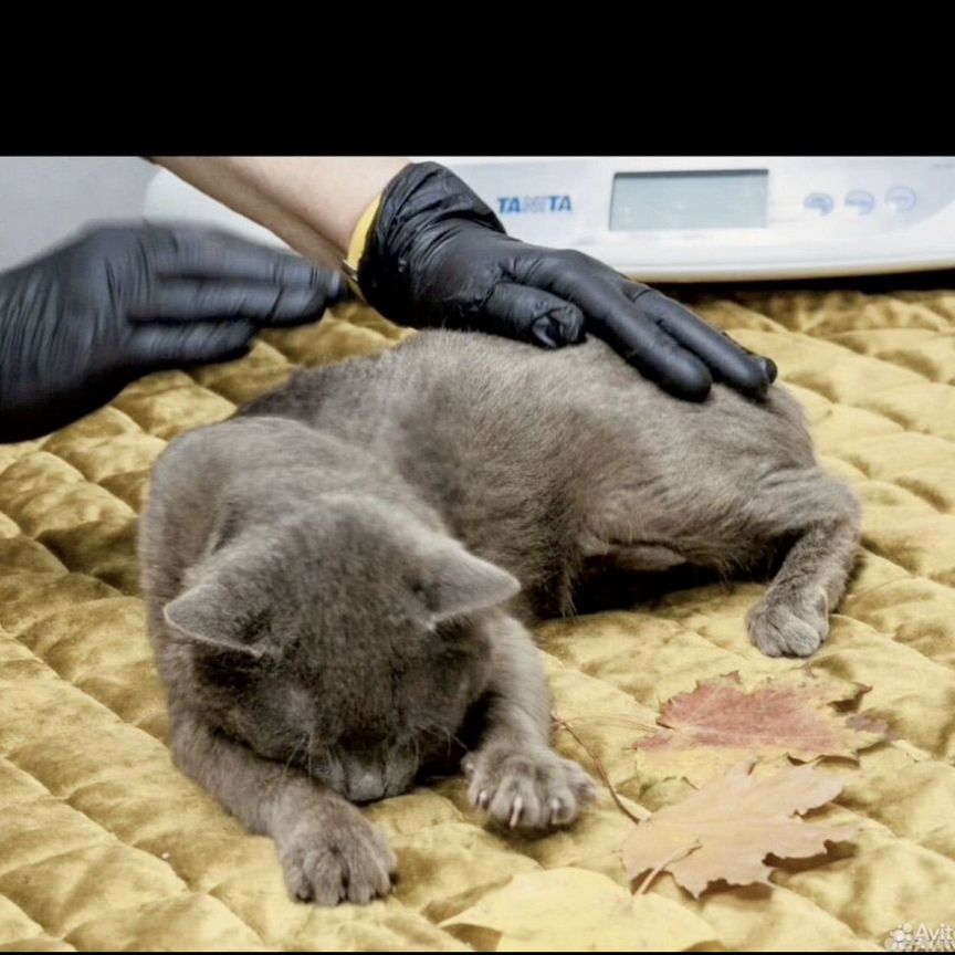 Кошки в добрые руки