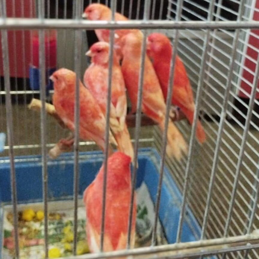 Пара канарейка