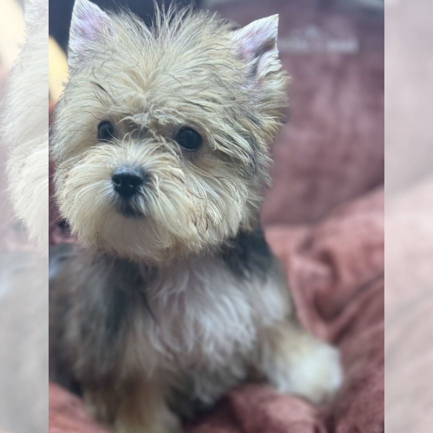 Йоркширский терьер, щенок