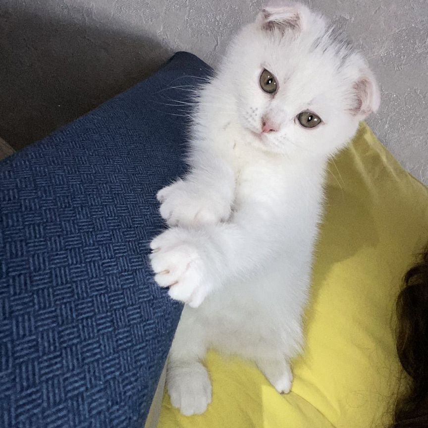 Скотиш фолд
