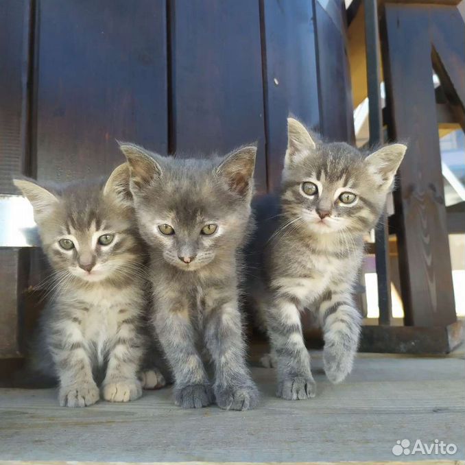Очень красивые котята в добрые руки. бесплатно