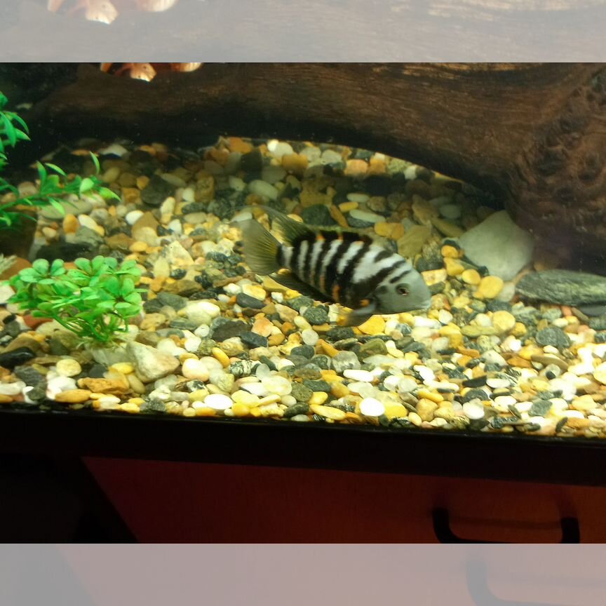 Цихлиды чернополосые