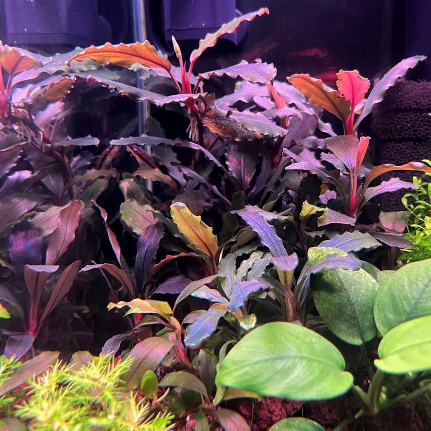 Аквариумное растение. Буцефаландра на лаве