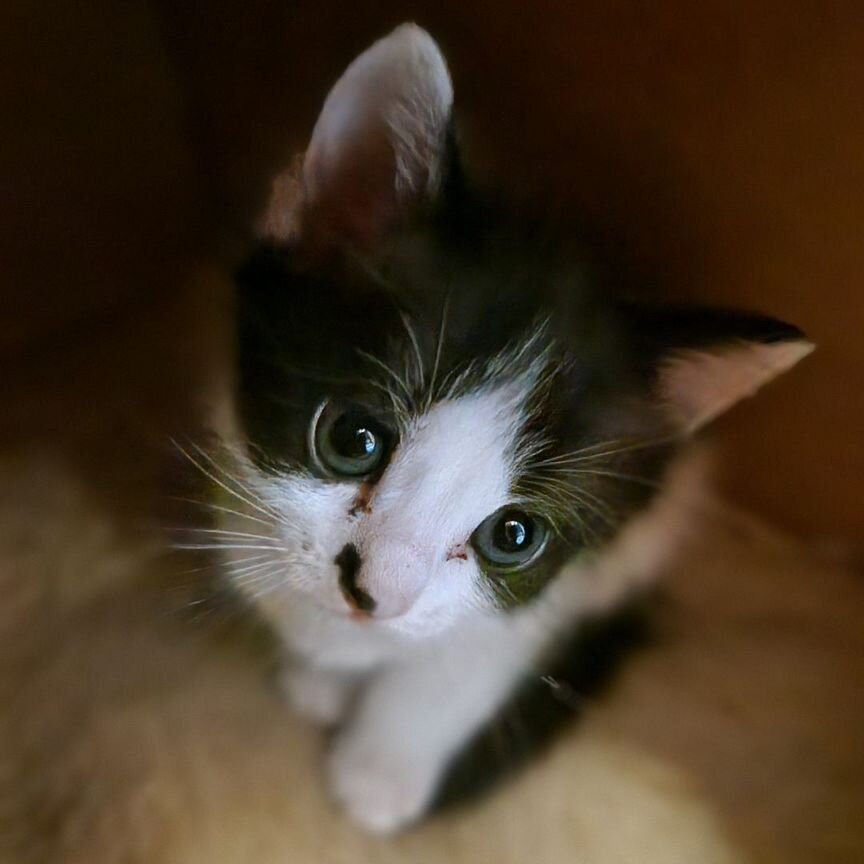Котята в добрые руки бесплатно