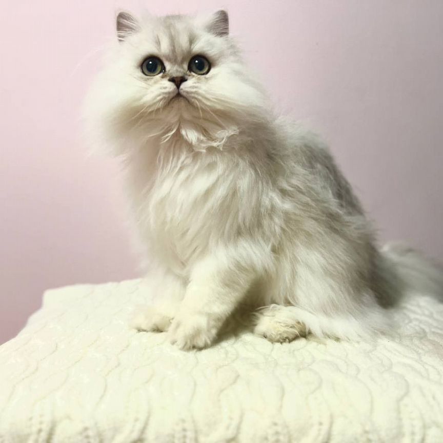 Прямоухий котенок