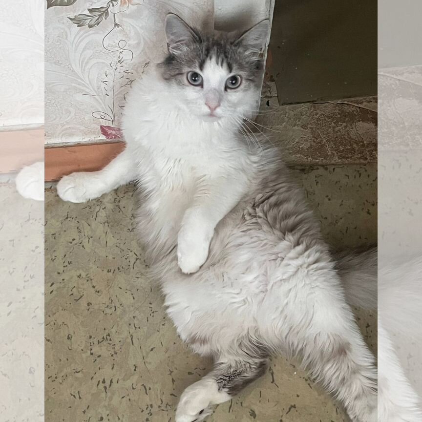 Взрослый кот в добрые руки