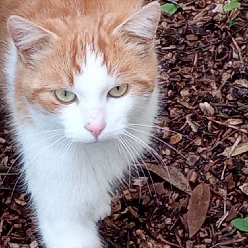 Отдам кота в добрые руки