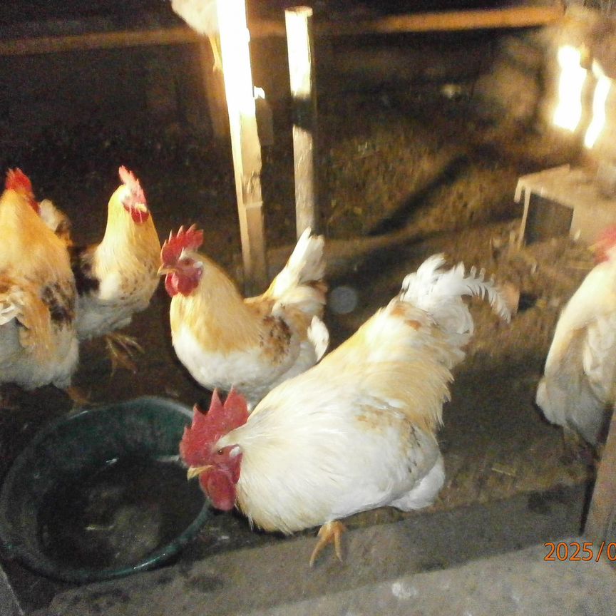 Продам петухов 10 месячных