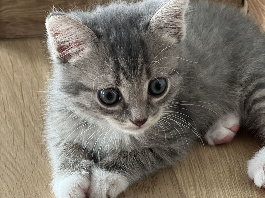 Котенок 2 месяца