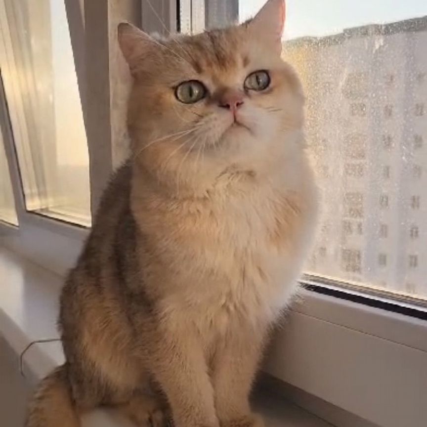 Вязка Золотой кот ny11 с документами