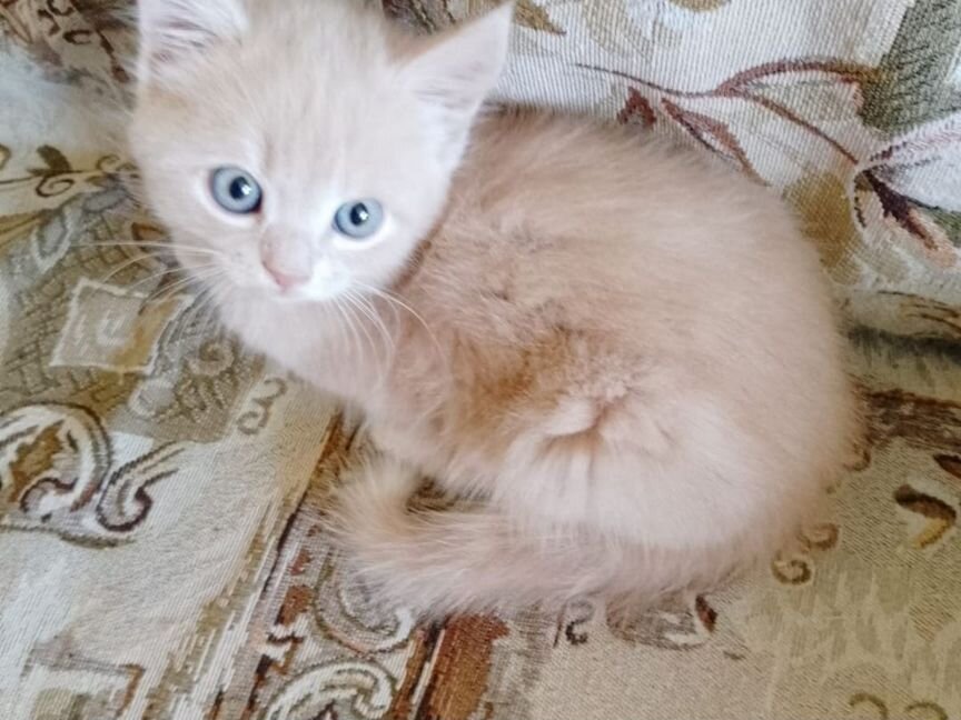 Кошка
