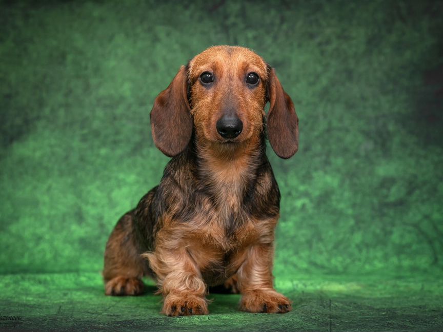 Жесткошерстная такса