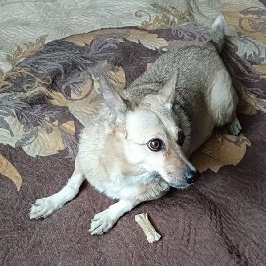 Взрослая собака в добрые руки