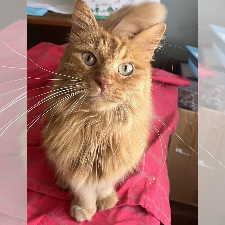 Взрослая, кошка в добрые руки