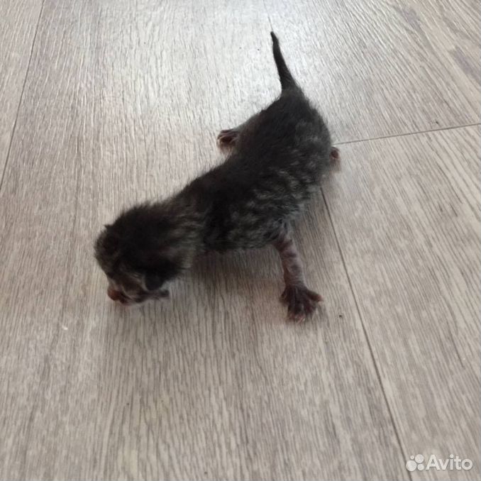 Помогите пристроить котенка