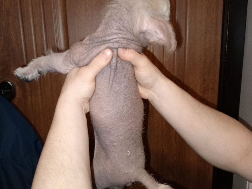 Собаки