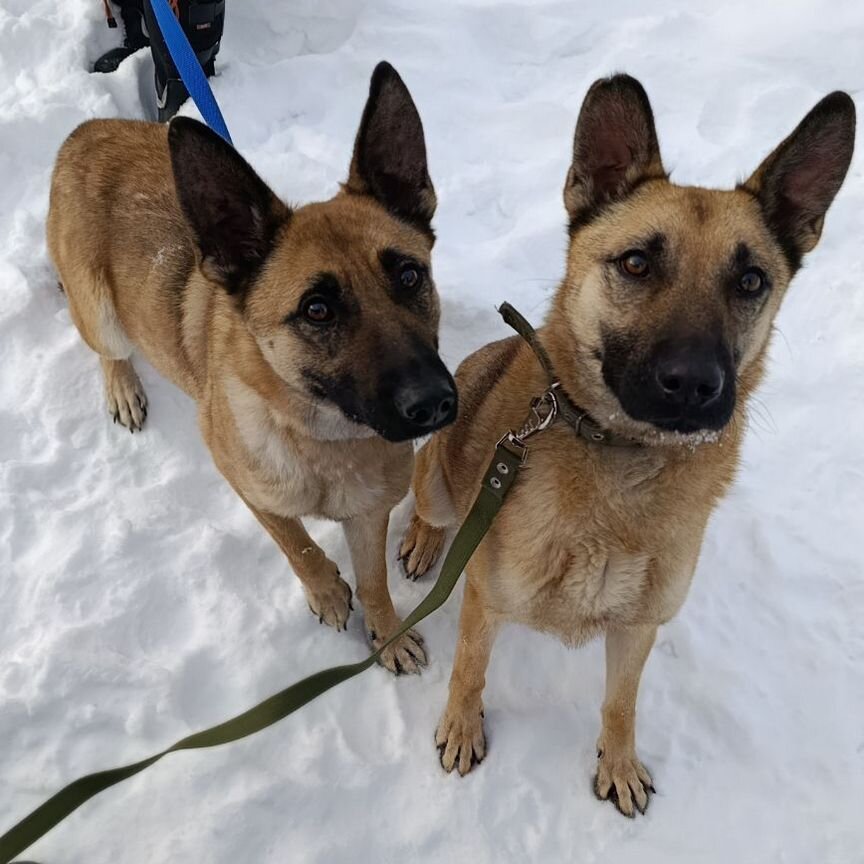 Взрослая собака в добрые руки