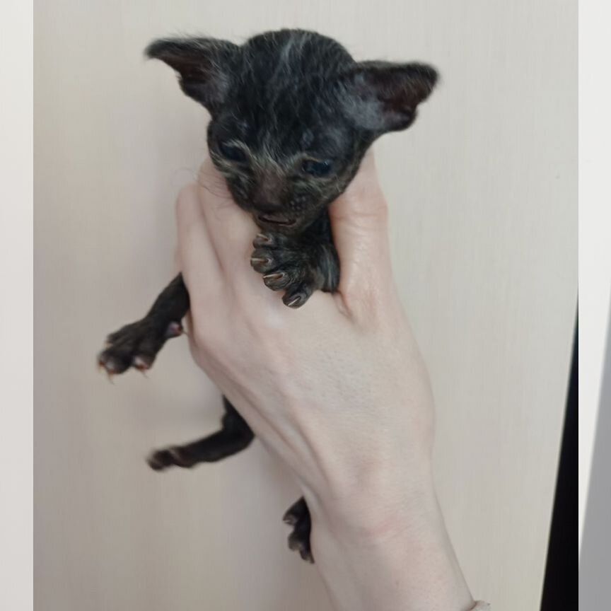 Донской сфинкс котёнок