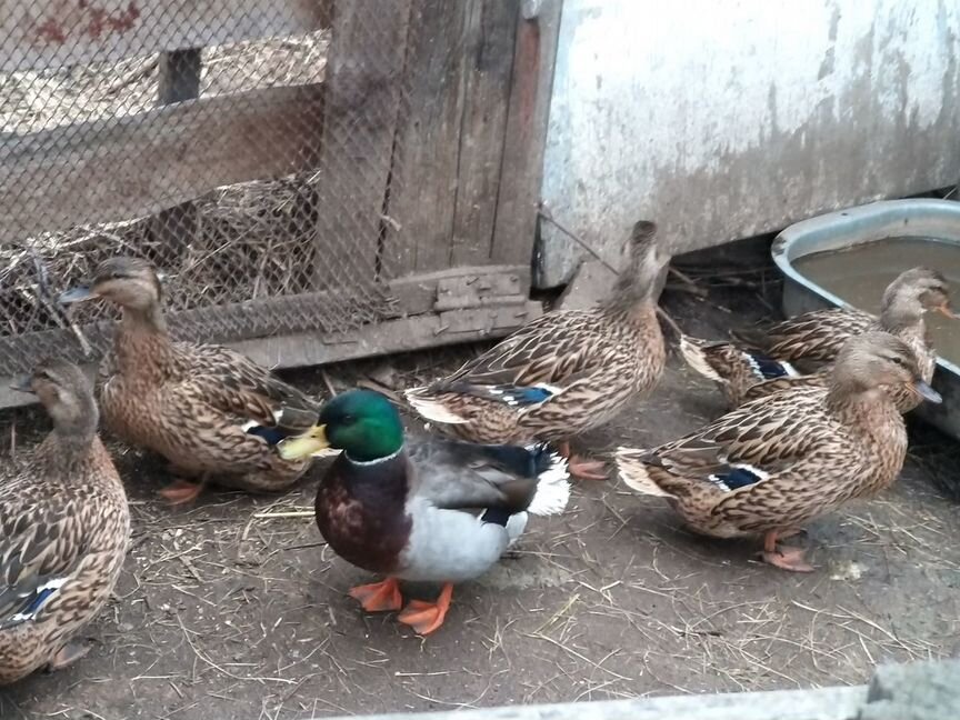 Утка подсадная Кряква