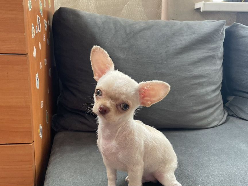 Щенки чихуахуа