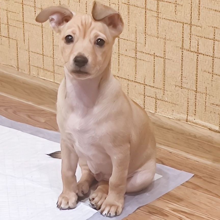 Русский той-терьер, щенок