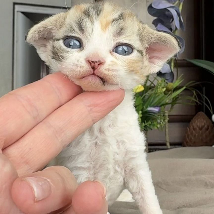 Девон-рекс котёнок