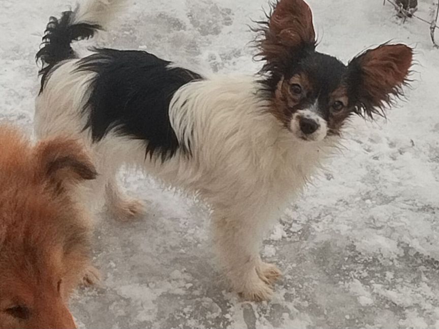 Девчушка папийошка