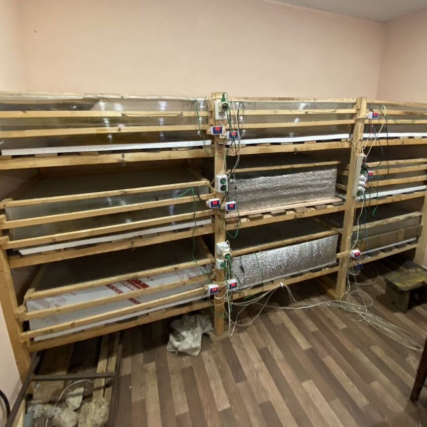 Ферма по разведению австралийского рака