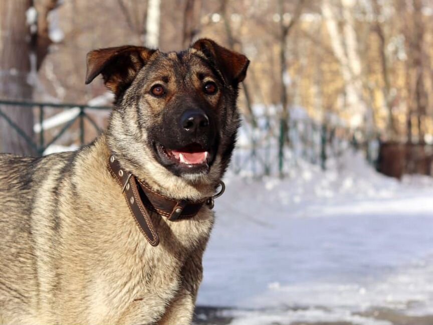 Умнейшая собака Тася ищет семью