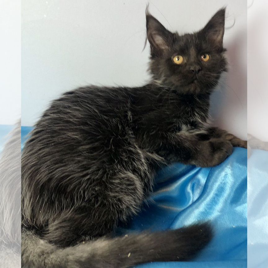 Мейн-куненок Брутал