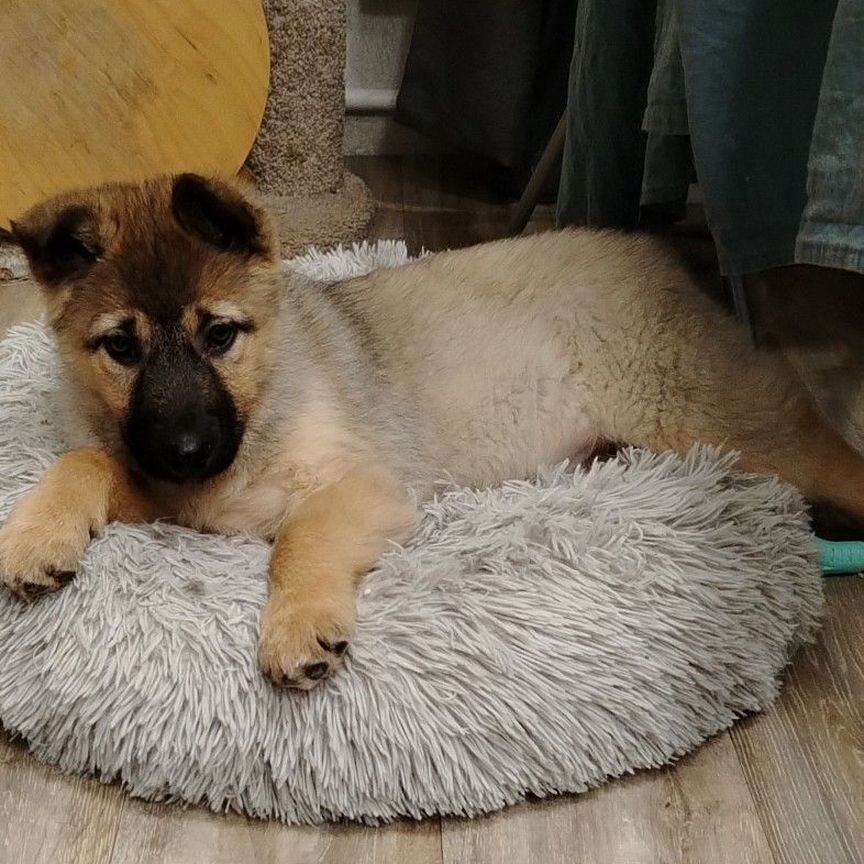 Щенок метис бельгийскиюой овчарки