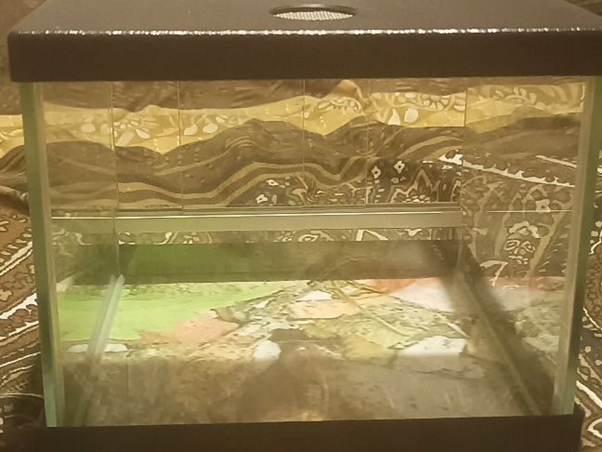 Террариум для паука