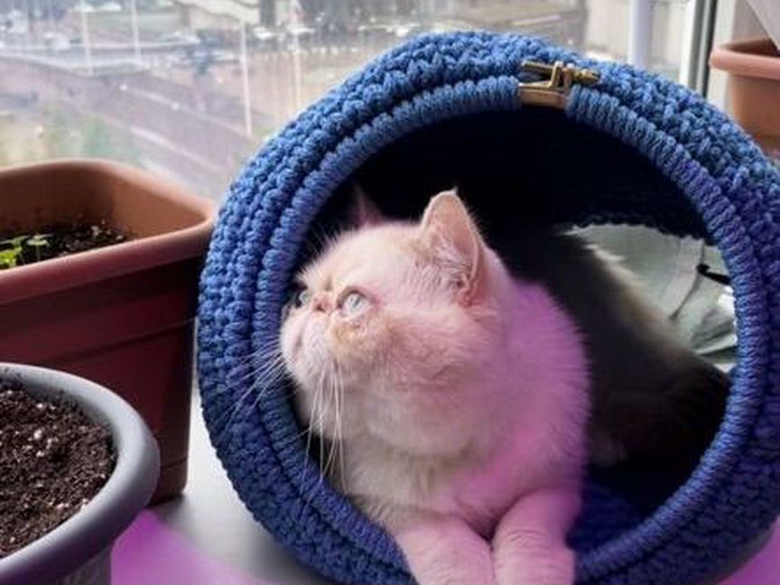 Кот экзот на вязку