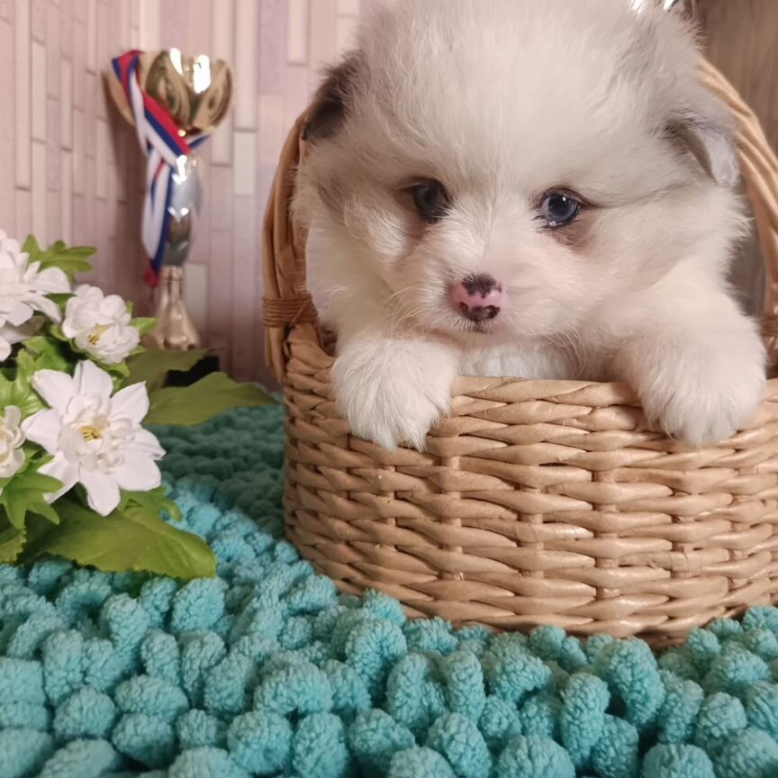 Мини шпиц с документами, чипом