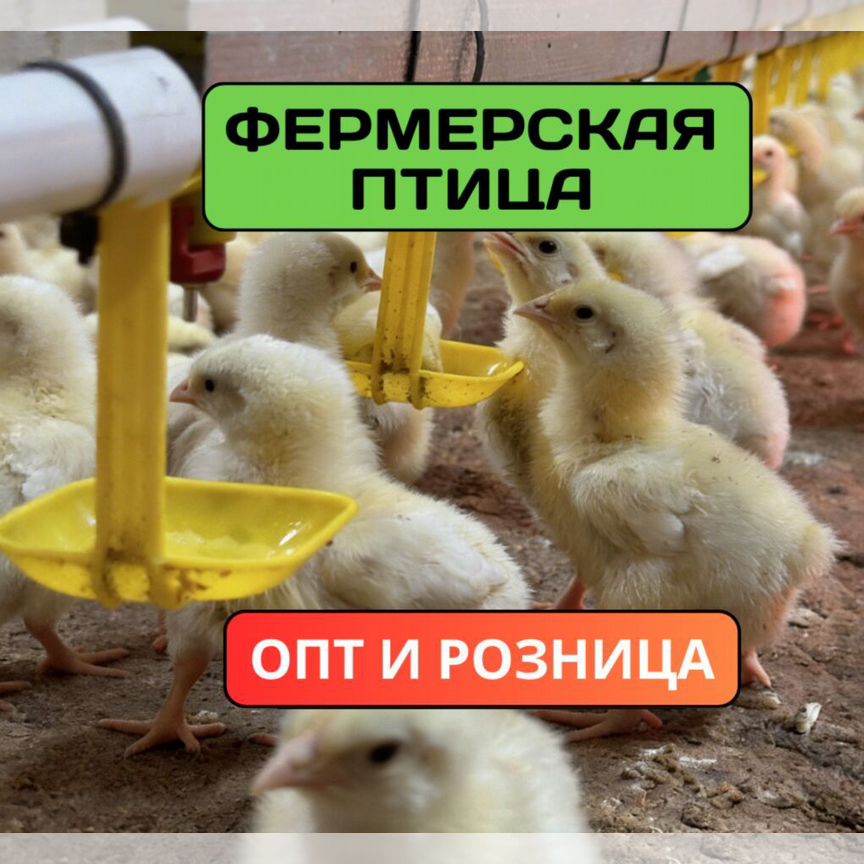 Цыплята, цыплята кобб 500