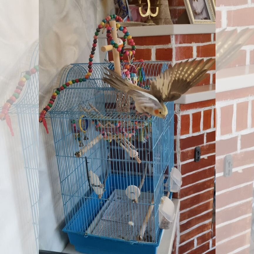 Попугай корелла девочка