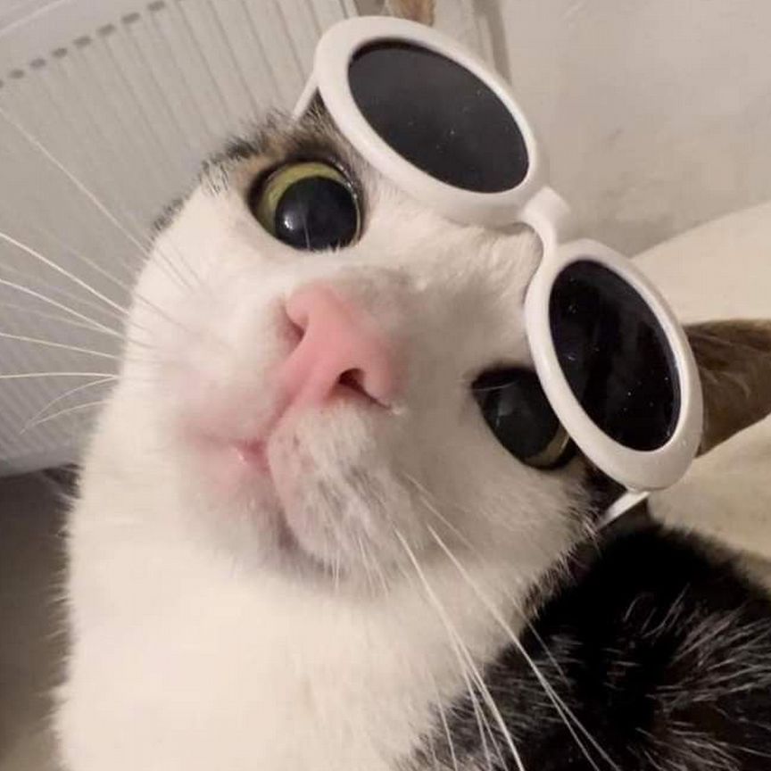 Поиск самого красивого кота