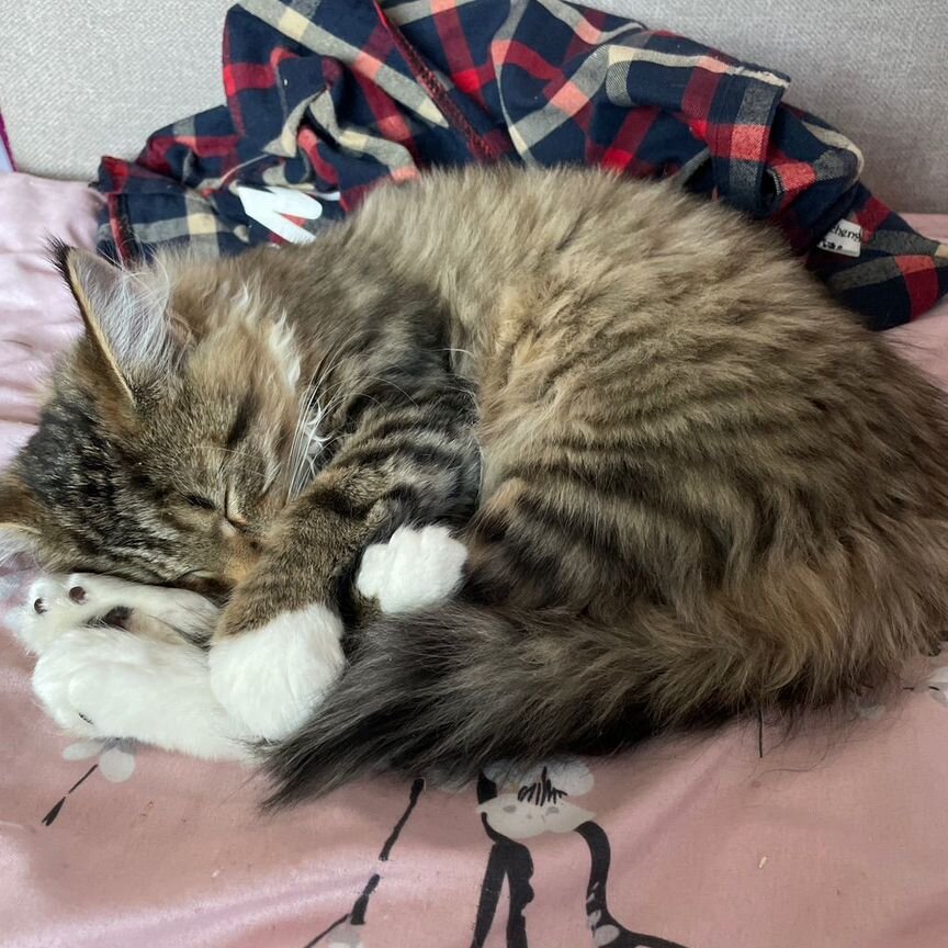 Отдаем в добрые руки девочка 2 года