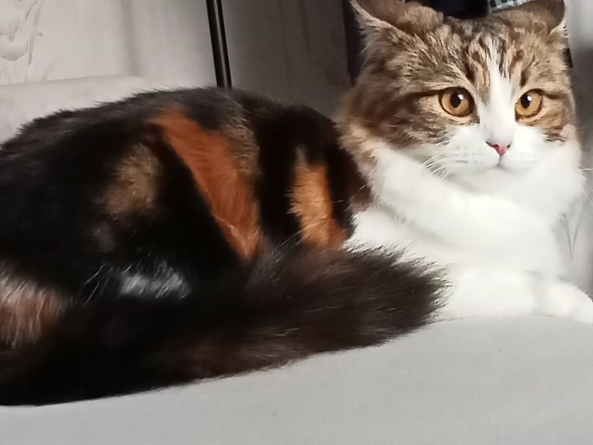 Кошка кошечка в добрые руки, 1,3 года, 3-х цветная