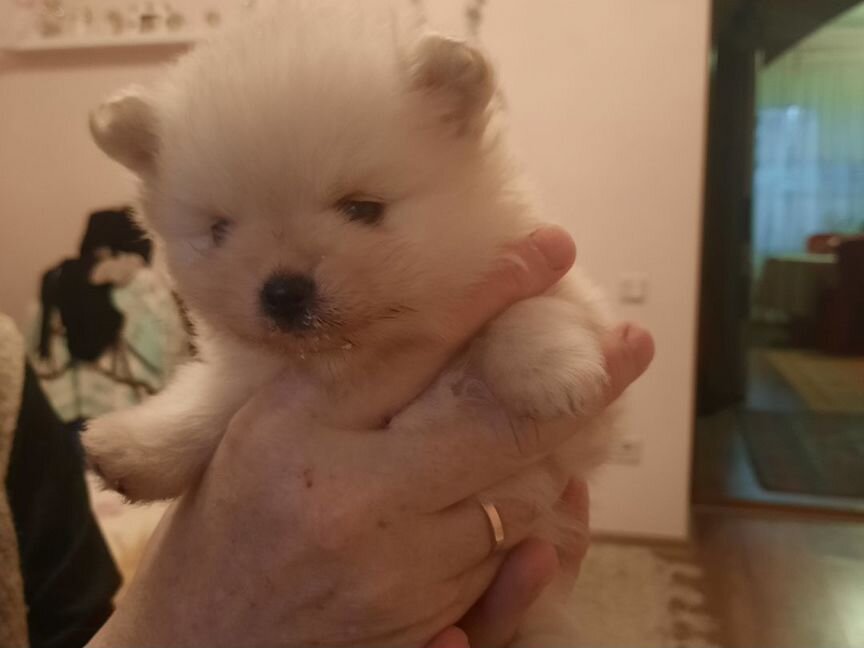 Предлагаем для продажи двух шпицуль