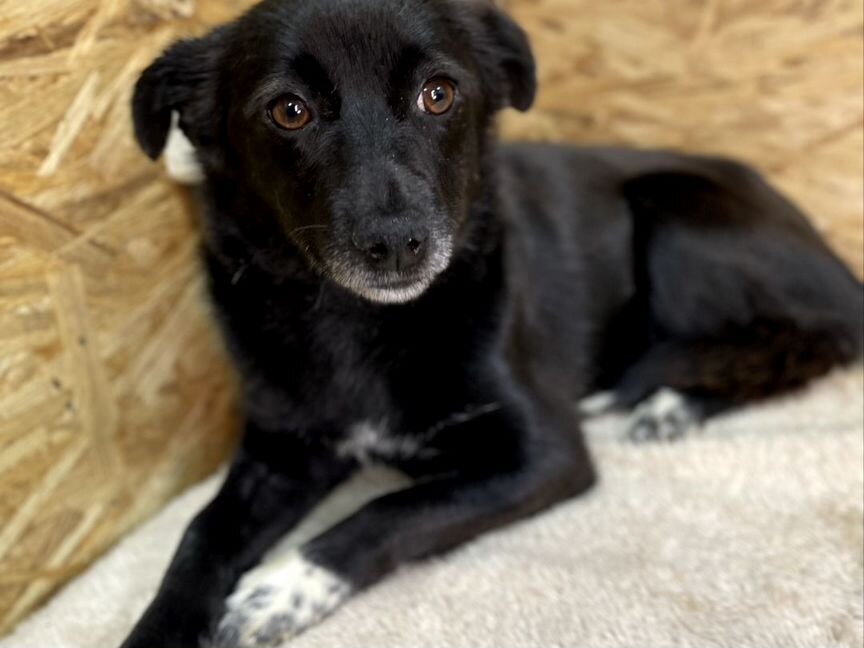 Миниатюрная Кнопочка