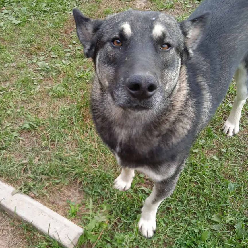 Ищем дом и заботливых хозяев для собаки