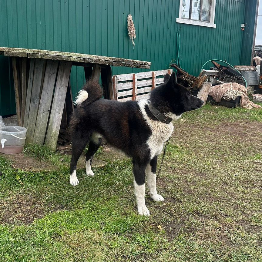 Русско-европейская лайка, щенок