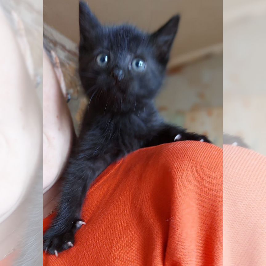 Котёнок в добрые руки